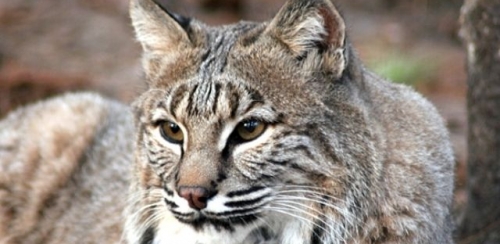 Garlyn Zoological Park