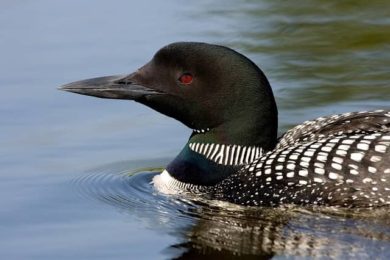 Your Guide To The Ultimate Birding Experience in St. Ignace Michigan